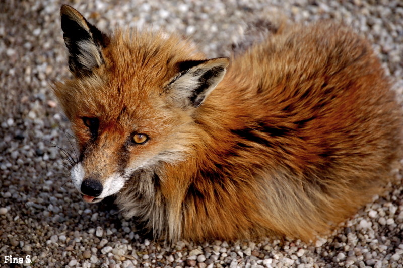 Fuchsbaby Foto & Bild | tiere, wildlife, wildlife: sonstige tiere ...