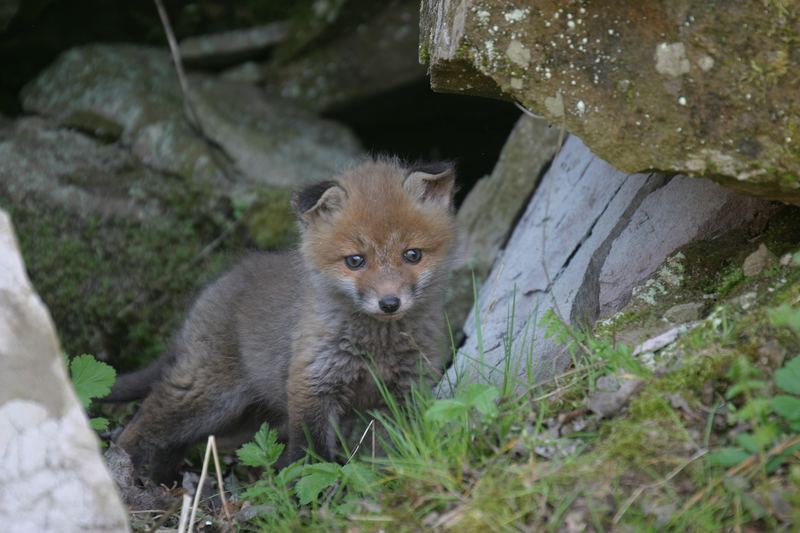 Fuchsbaby Foto & Bild | tiere, wildlife, wildlife: sonstige tiere ...