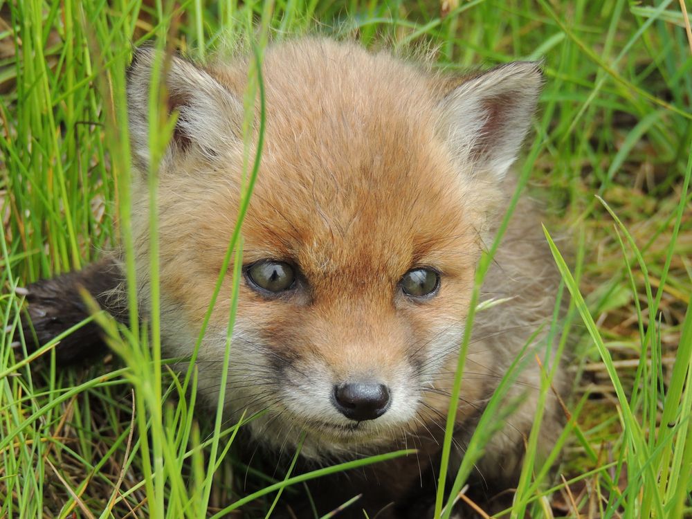 Fuchsbaby ...noch ohne Angst Foto & Bild | tiere, tierkinder, natur ...