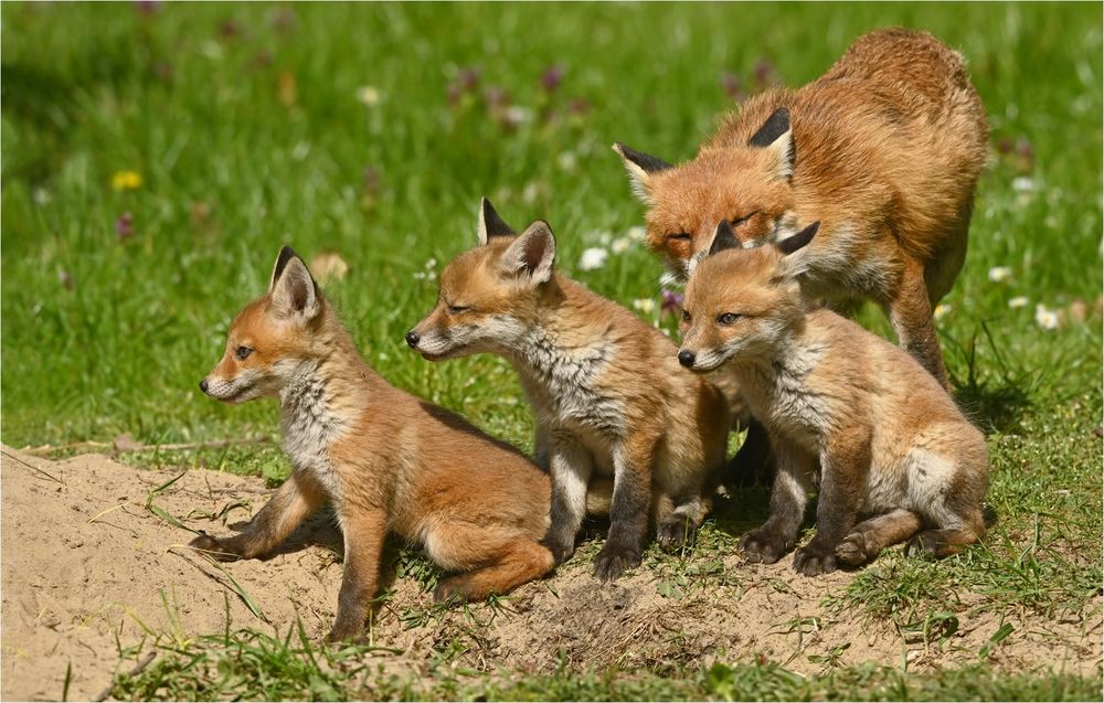 Fuchsfamilie Foto & Bild | tiere, wildlife, säugetiere Bilder auf ...