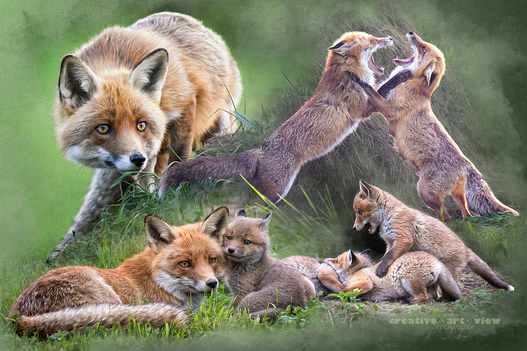 Fuchsfamilie Foto & Bild | tiere, tierkinder, nikon Bilder auf ...