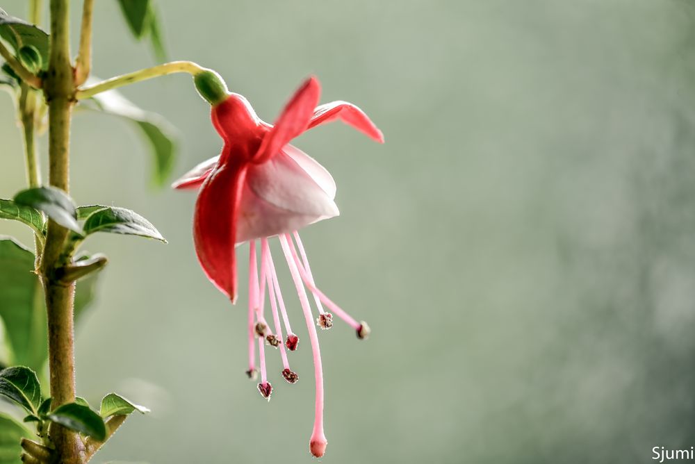 Fuchsia Foto & Bild | makro, blumen, gartenpflanzen Bilder auf ...