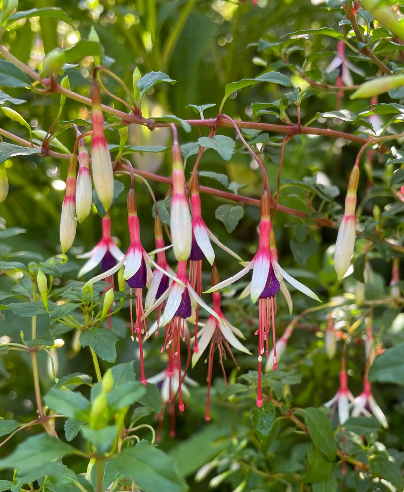 Fuchsia magellanica var. arauco Foto & Bild | pflanzen, pilze ...