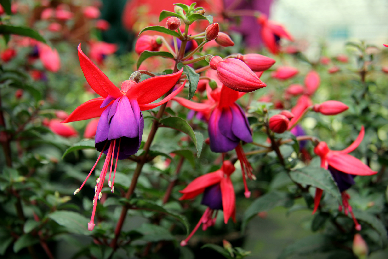 Fuchsie Foto & Bild | pflanzen, pilze & flechten, blüten ...