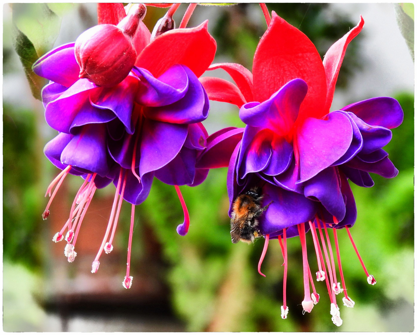 Fuchsien Foto & Bild | natur, pflanzen, blüten Bilder auf fotocommunity