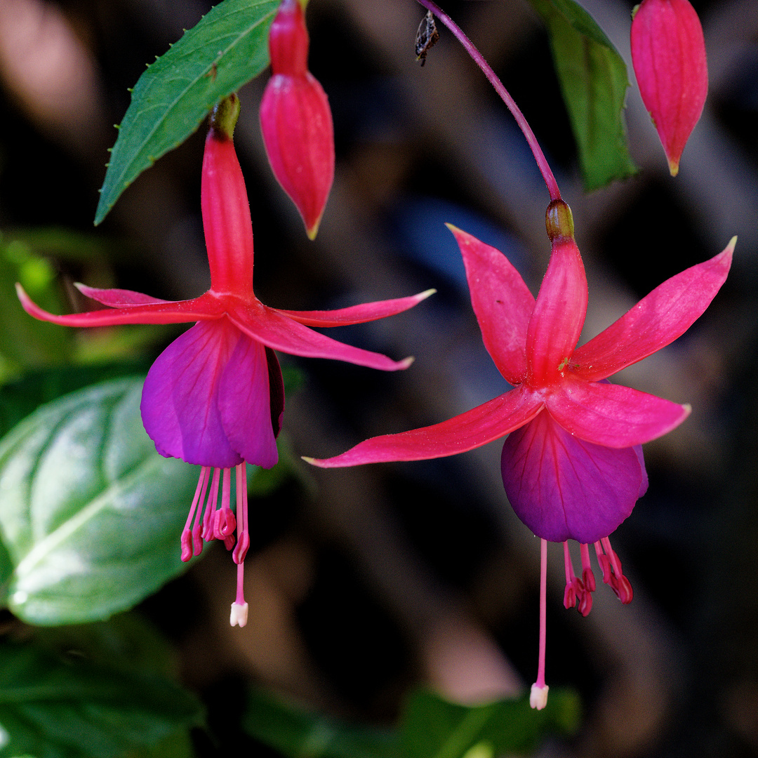 Fuchsien Foto & Bild | natur, blüte, blüten Bilder auf fotocommunity