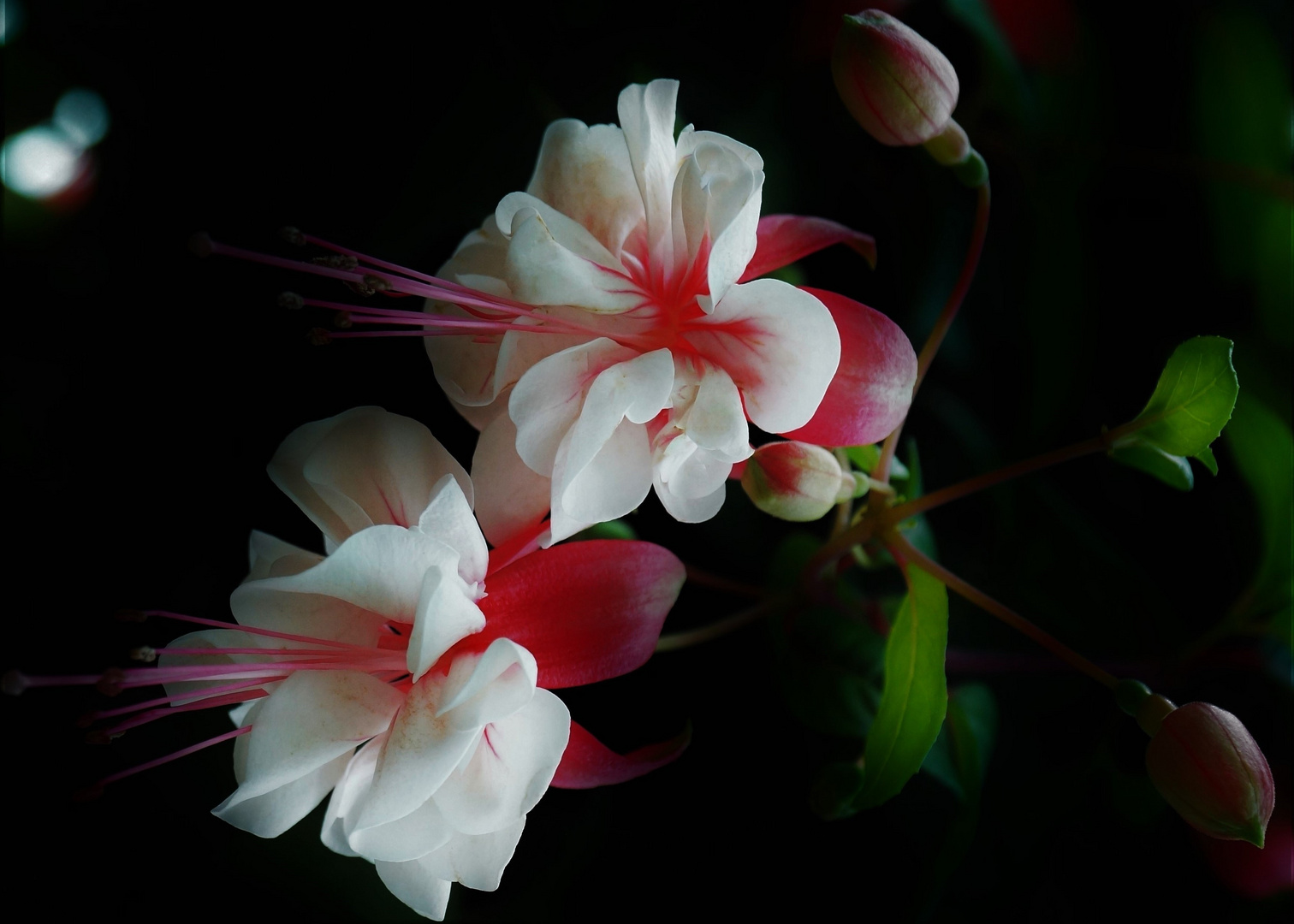 Fuchsien .... Foto & Bild | pflanzen, pilze & flechten, blüten ...