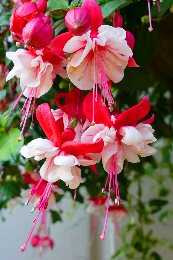 Fuchsien Foto & Bild | pflanzen, pilze & flechten, blüten ...