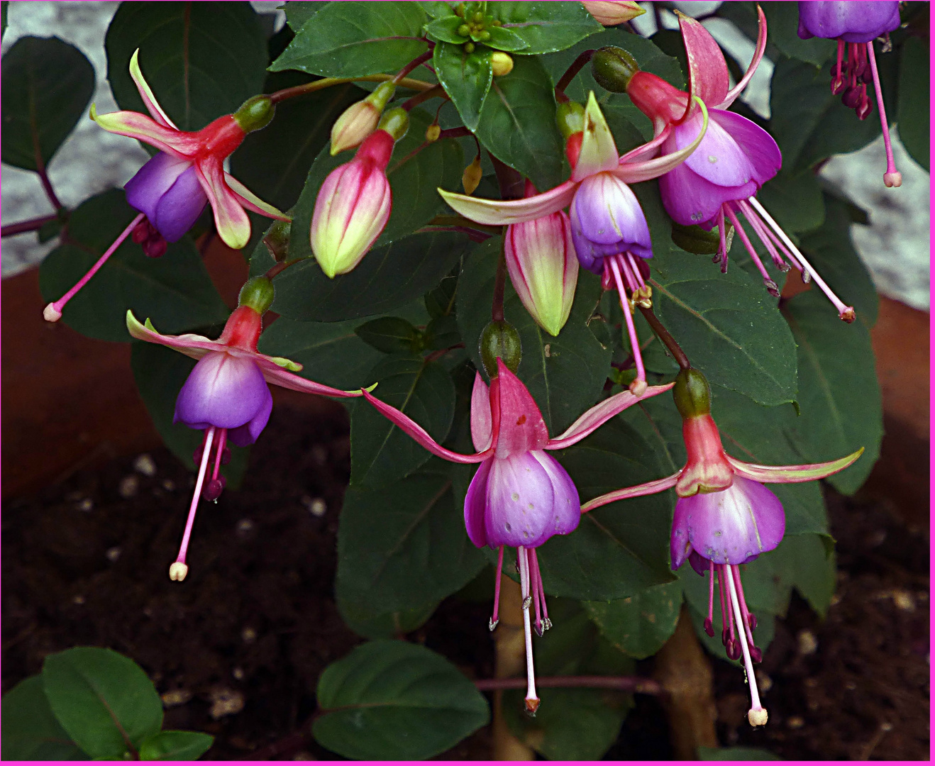 Fuchsien Foto & Bild | natur Bilder auf fotocommunity
