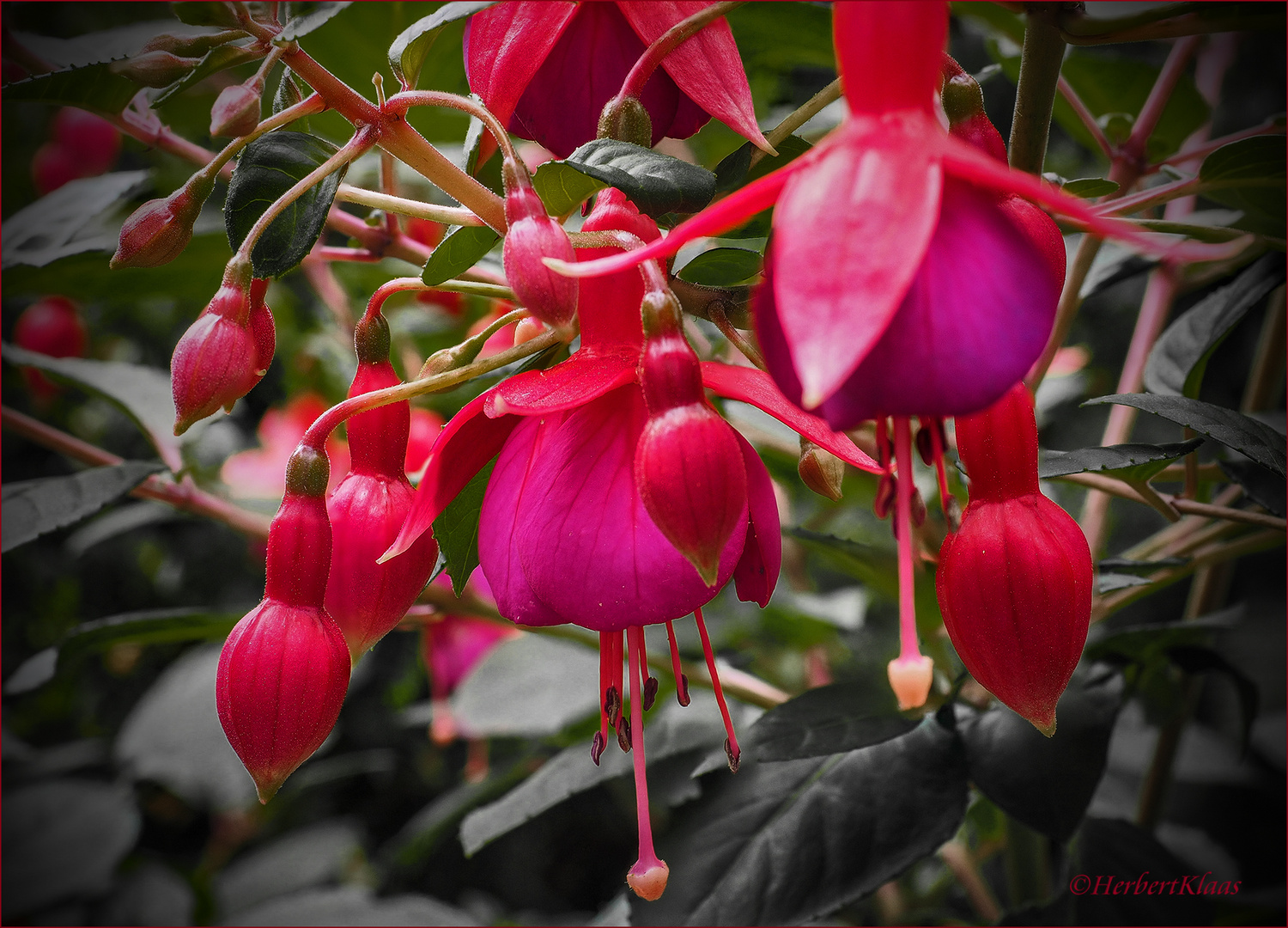 Fuchsien Foto & Bild | natur, pflanzen, blüten Bilder auf fotocommunity