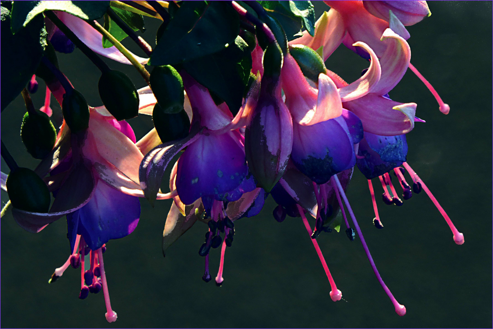 Fuchsien Foto & Bild | natur Bilder auf fotocommunity