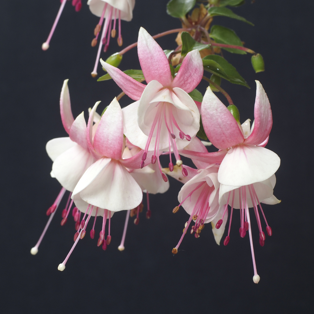 Fuchsien Foto & Bild | spezial, natur, pflanzen Bilder auf fotocommunity