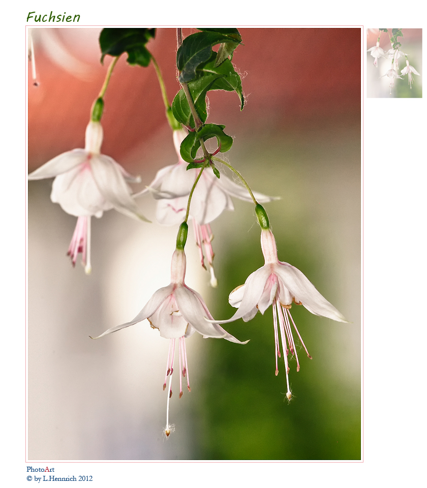 Fuchsien Foto & Bild | pflanzen, pilze & flechten, blüten ...