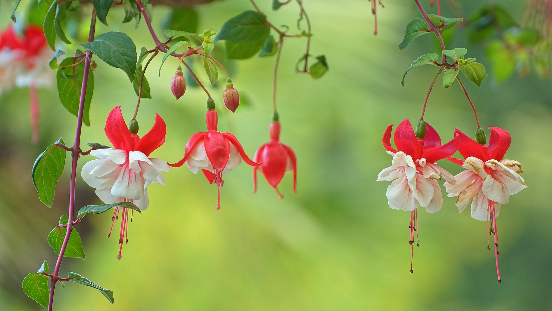 Fuchsien Foto & Bild | erlangen, natur, blume Bilder auf fotocommunity
