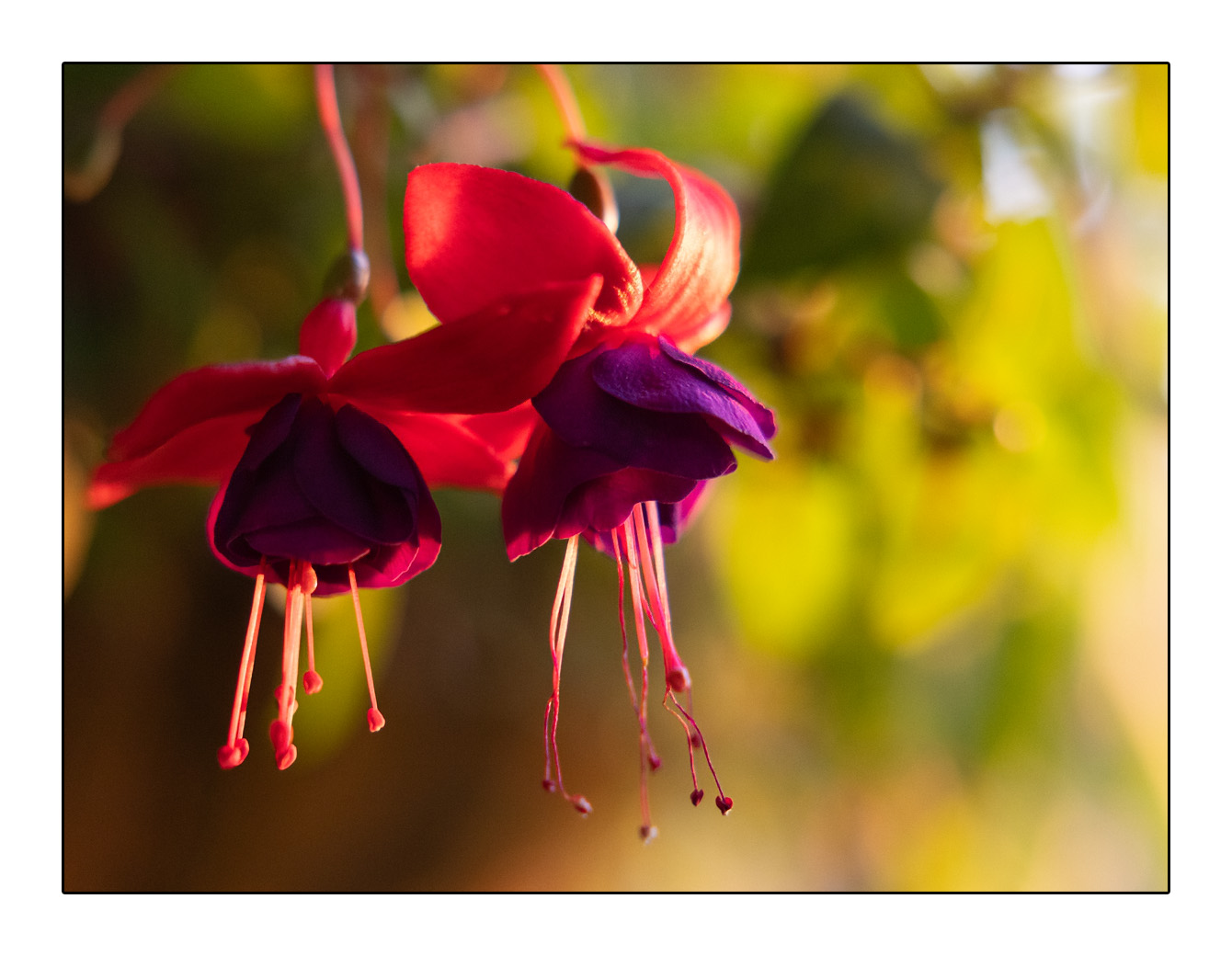 Fuchsien in der Morgensonne Foto & Bild | pflanzen, pilze & flechten ...