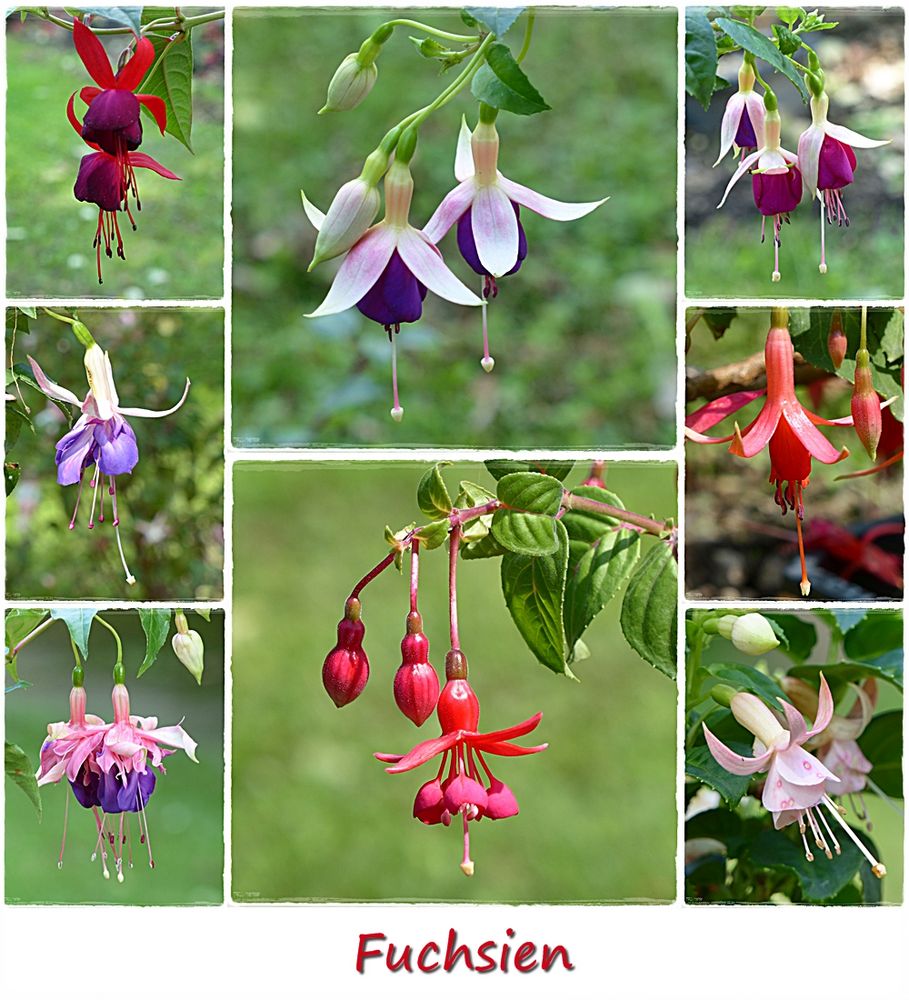 Fuchsien in vielen Farben Foto & Bild | pflanzen, pilze & flechten ...