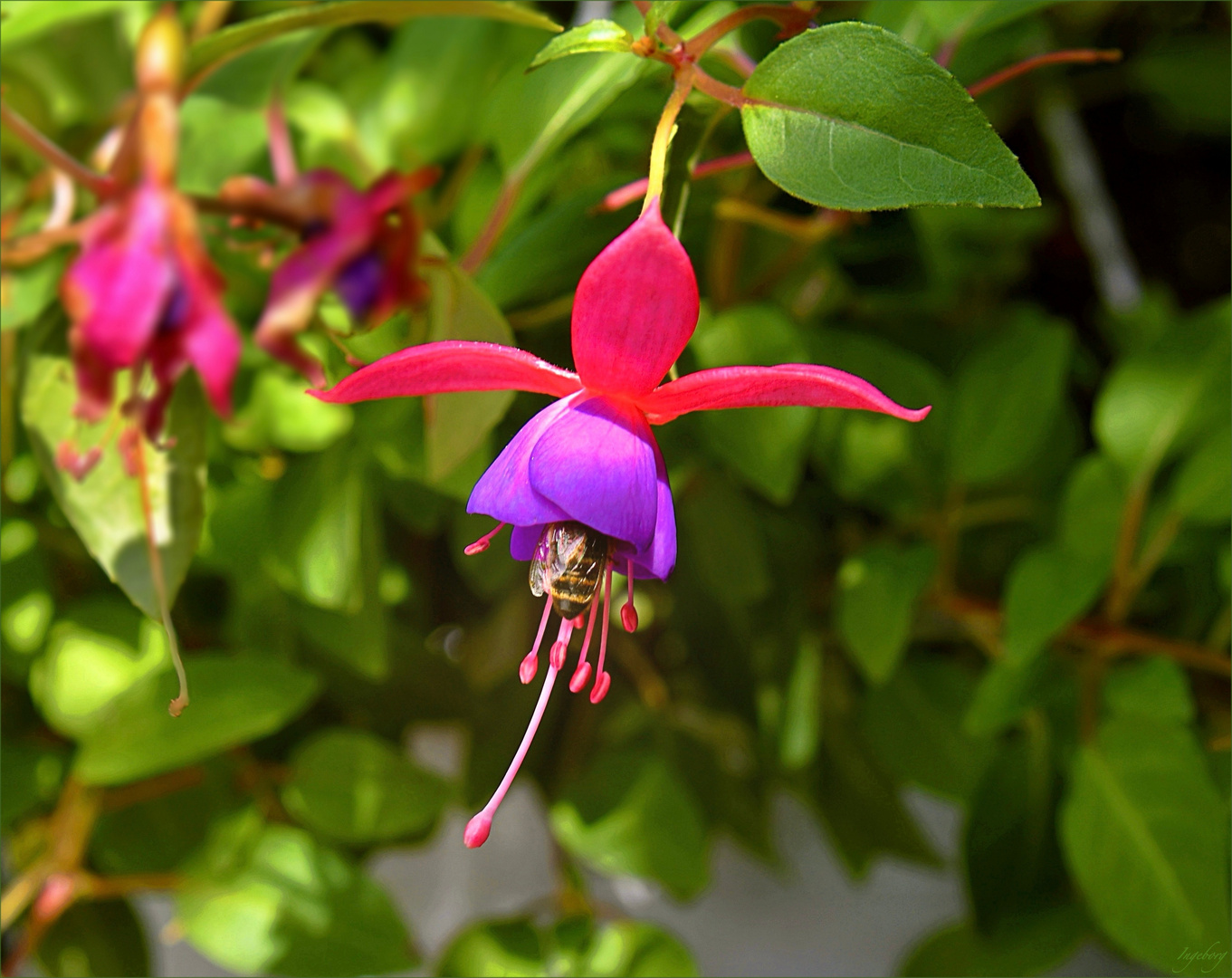 * Fuchsien-Restaurant * Foto & Bild | outdoor, natur, flora Bilder auf ...