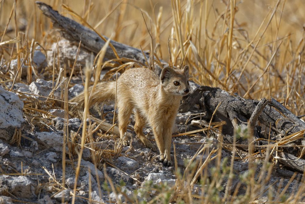 Fuchsmanguste Foto & Bild | africa, southern africa, namibia Bilder auf ...