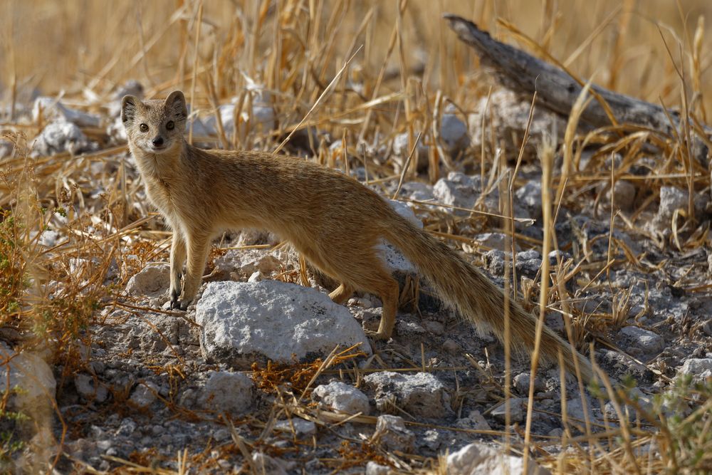 Fuchsmanguste_1 Foto & Bild | africa, southern africa, namibia Bilder ...