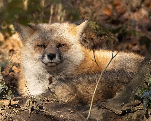 Marder, Otter, Nerze, Dachse Bilder & Fotos