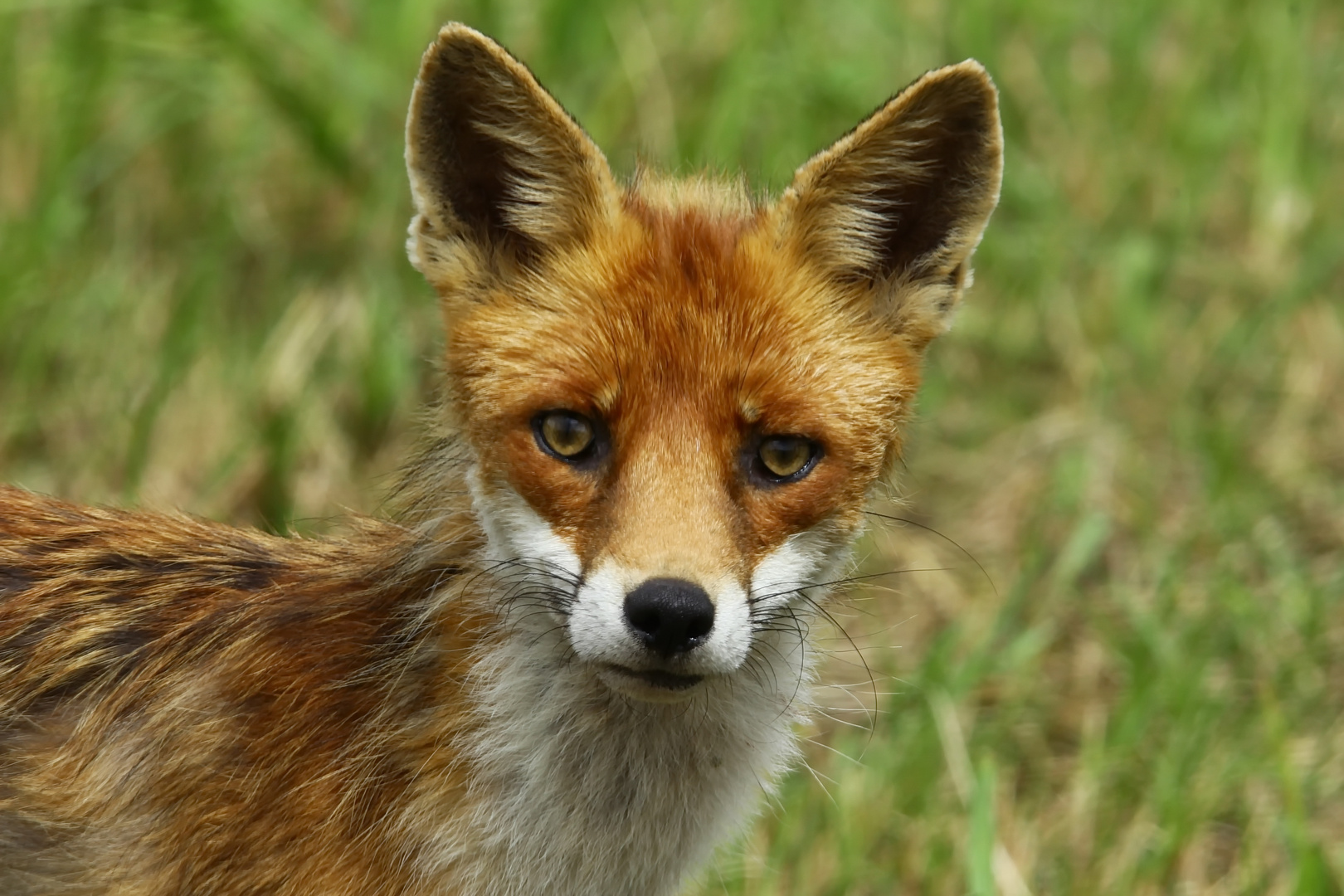Fuchsrüde Foto & Bild | tiere, wildlife, säugetiere Bilder auf ...