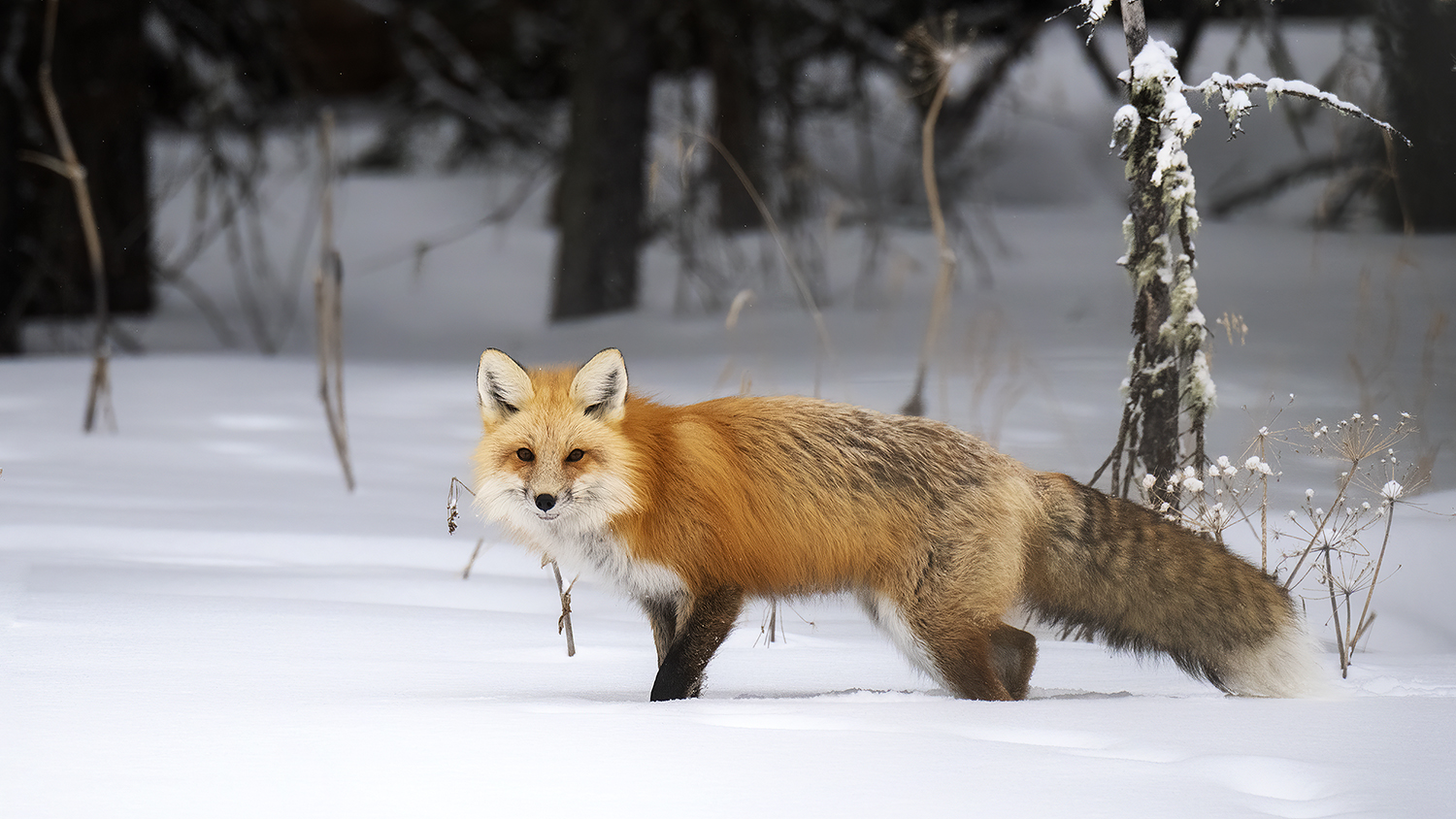 Fuchsrüde Foto & Bild | tiere, wildlife, säugetiere Bilder auf ...