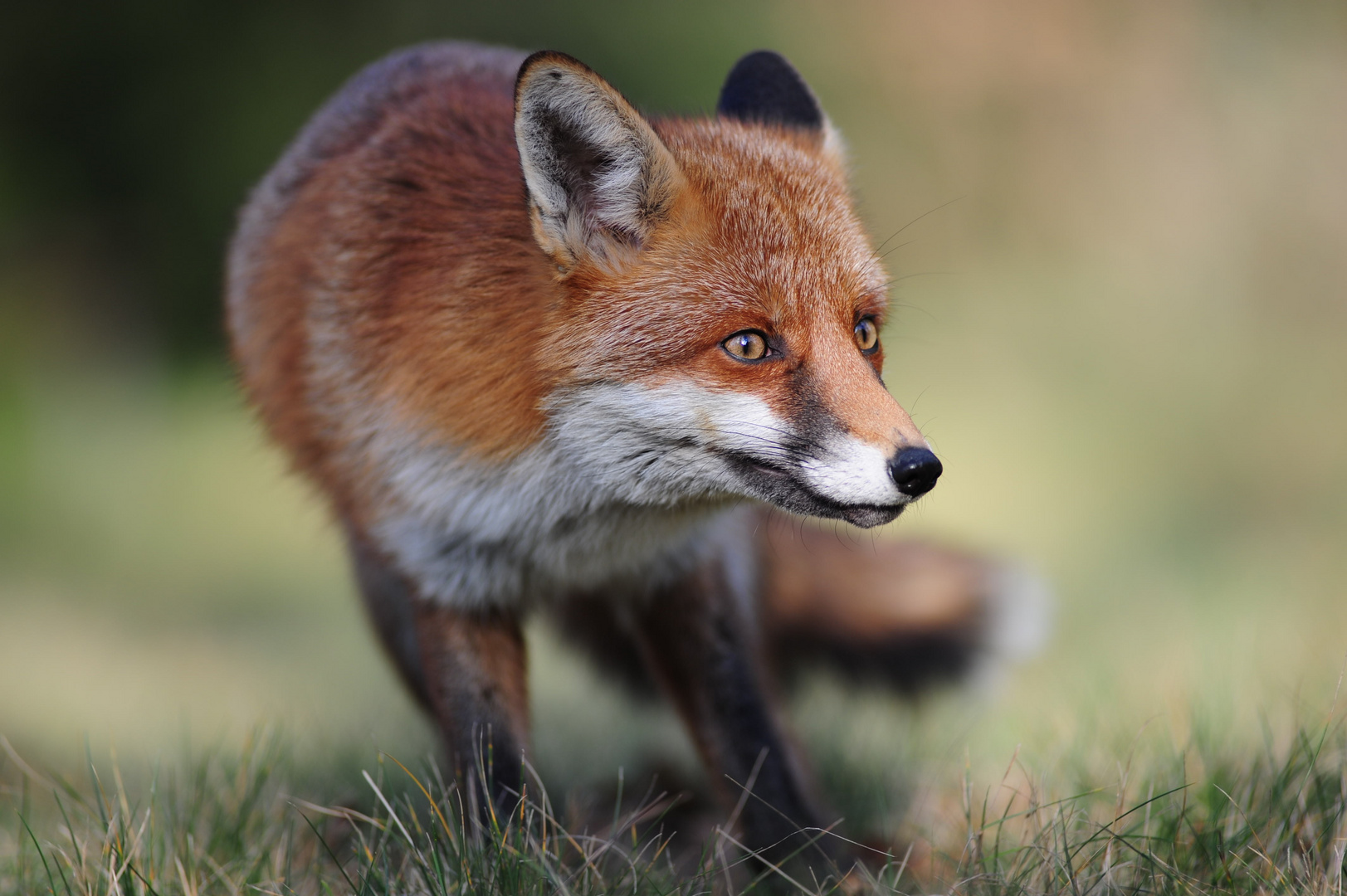 Fuchsrüde Foto & Bild | tiere, wildlife, säugetiere Bilder auf ...