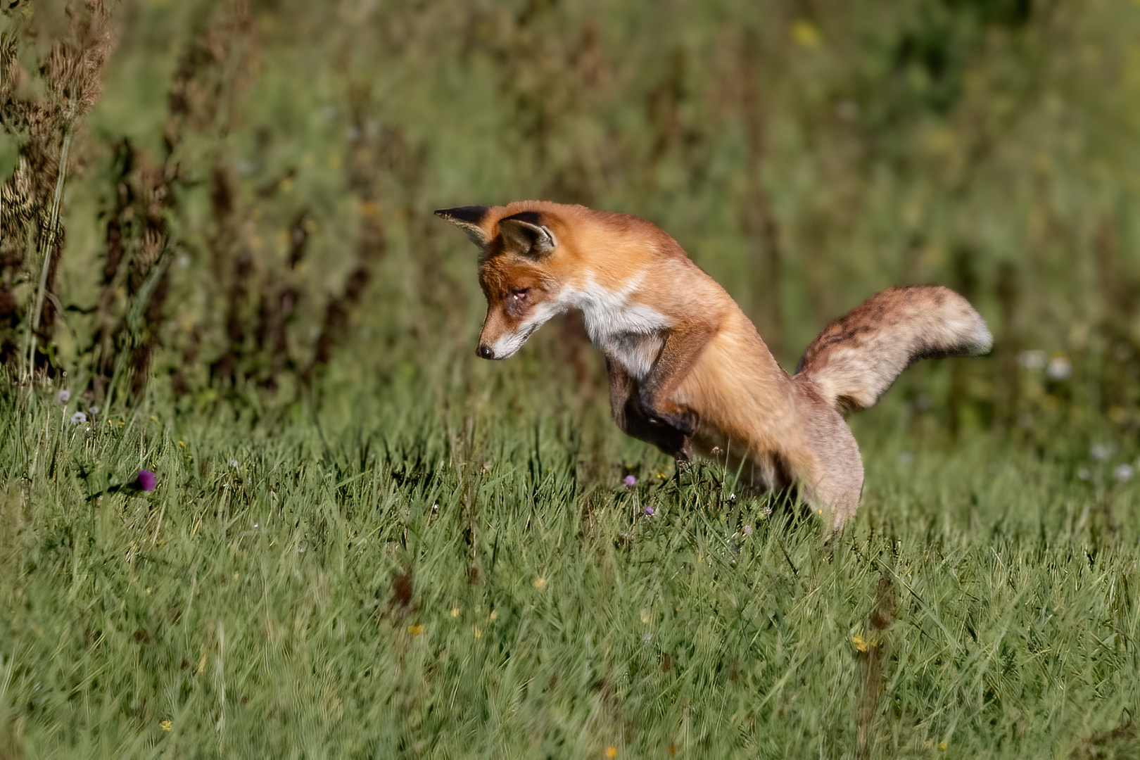 Fuchssprung Foto & Bild | tiere, wildlife, wildlife: sonstige tiere ...