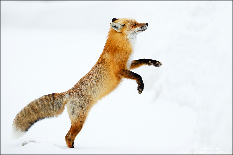 Fuchssprung Foto & Bild | tiere, wildlife, säugetiere Bilder auf ...