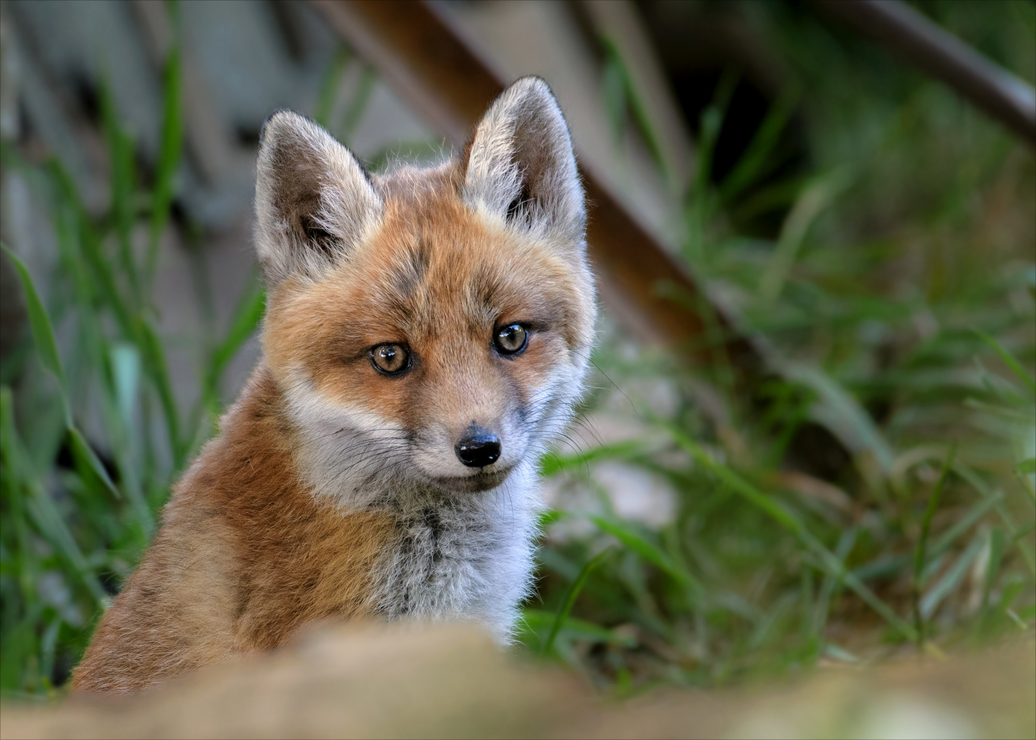 Fuchswelpe Foto & Bild | natur, welpe, tiere Bilder auf fotocommunity