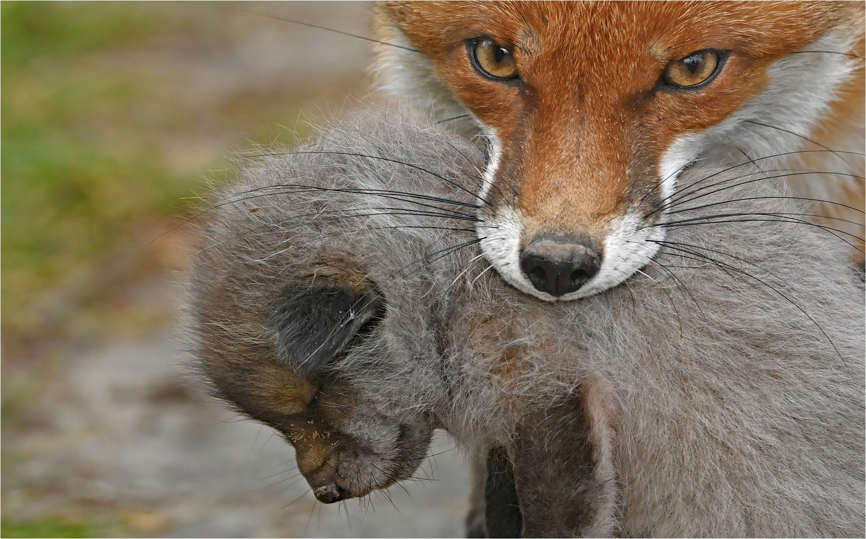 Fuchswelpe Foto & Bild | tiere, wildlife, säugetiere Bilder auf ...