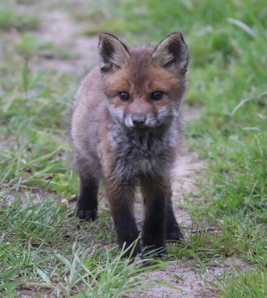Fuchswelpe Foto & Bild | tiere, wildlife, säugetiere Bilder auf ...