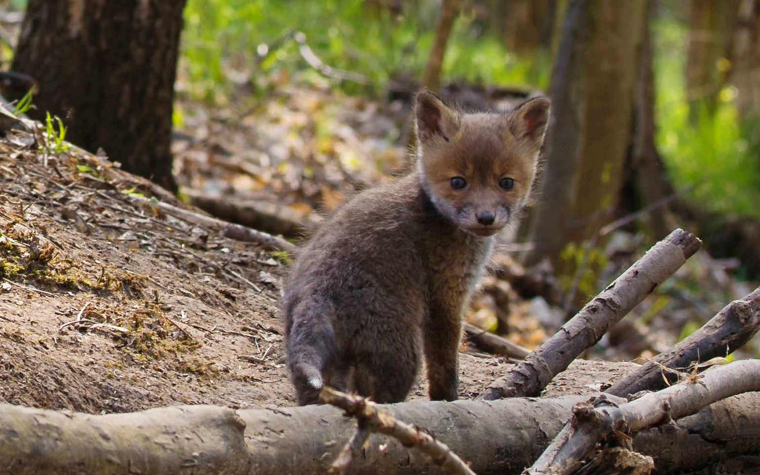 Fuchswelpe Foto & Bild | frühling, natur, welpe Bilder auf fotocommunity