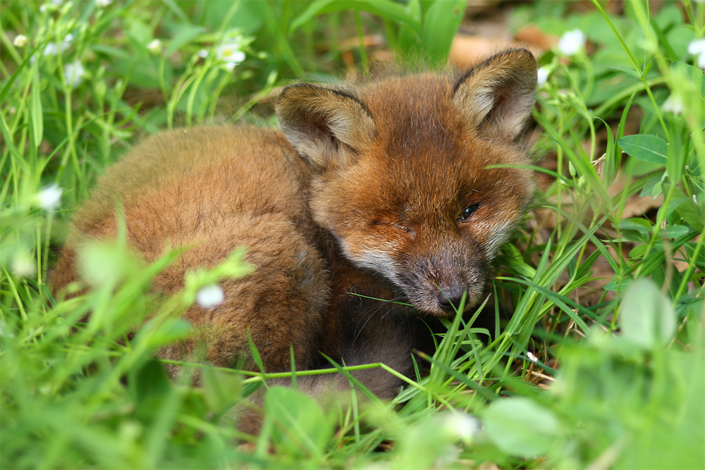 Fuchswelpe Foto & Bild | tiere, wildlife, säugetiere Bilder auf ...