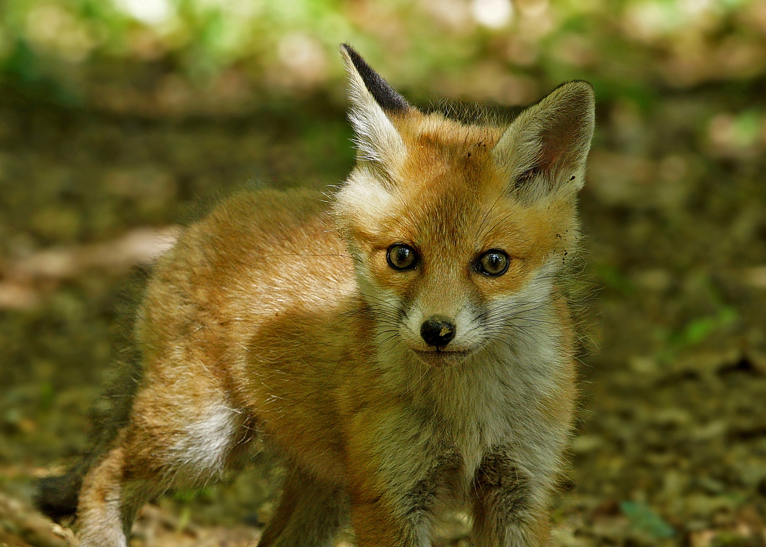 Fuchswelpe Foto & Bild | tiere, wildlife, säugetiere Bilder auf ...