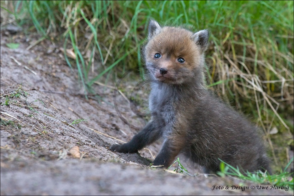 Fuchswelpe verlässt den Bau Foto & Bild | tiere, tierkinder, Bilder auf ...
