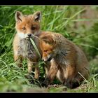 Fuchswelpen Foto & Bild | tiere, wildlife, säugetiere Bilder auf ...