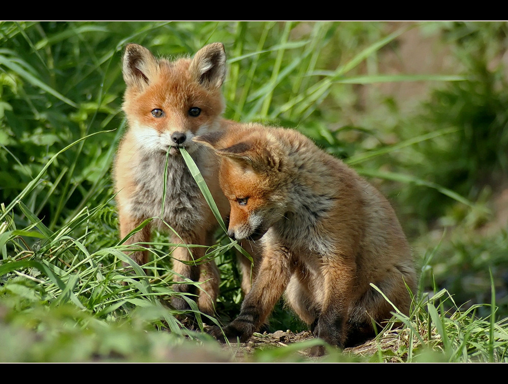 Fuchswelpen Foto & Bild | tiere, wildlife, säugetiere Bilder auf ...