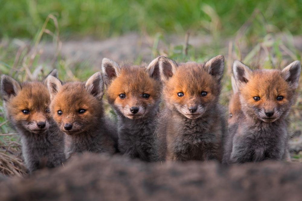 Fuchswelpen an ihrem Bau Foto & Bild | tiere, wildlife, wildlife ...