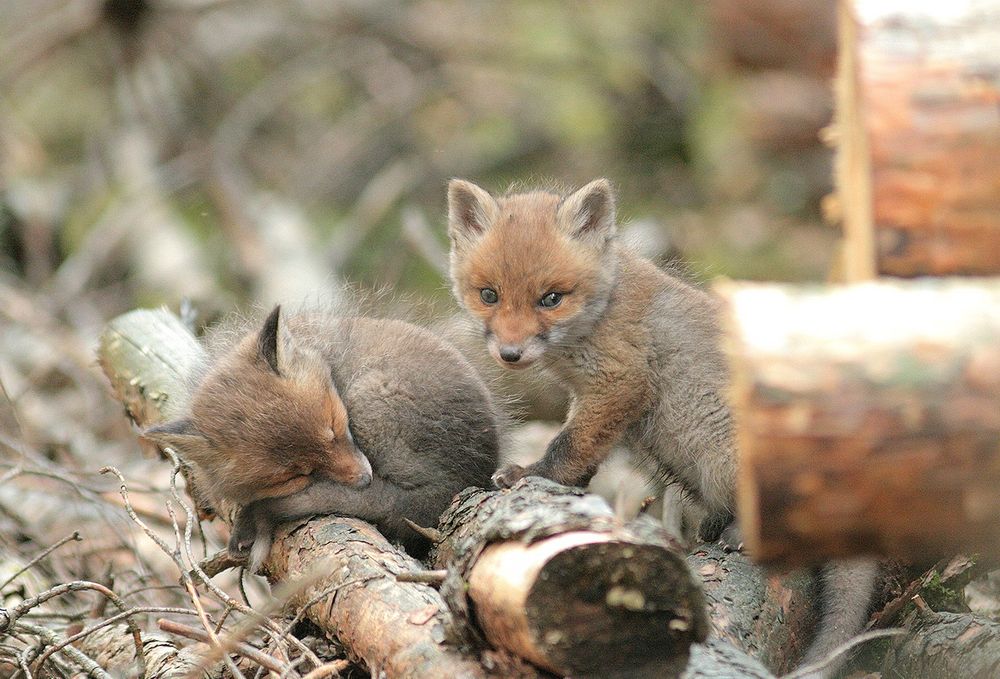 Fuchswelpen Foto & Bild | tiere, wildlife, säugetiere Bilder auf ...