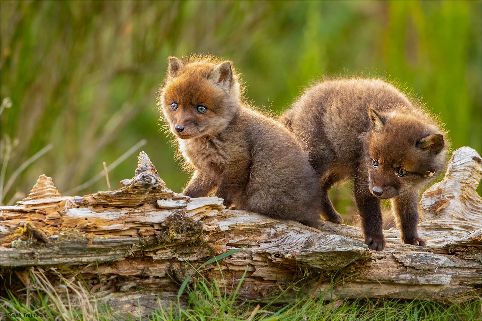 Fuchswelpen Foto & Bild | tiere, wildlife, säugetiere Bilder auf ...
