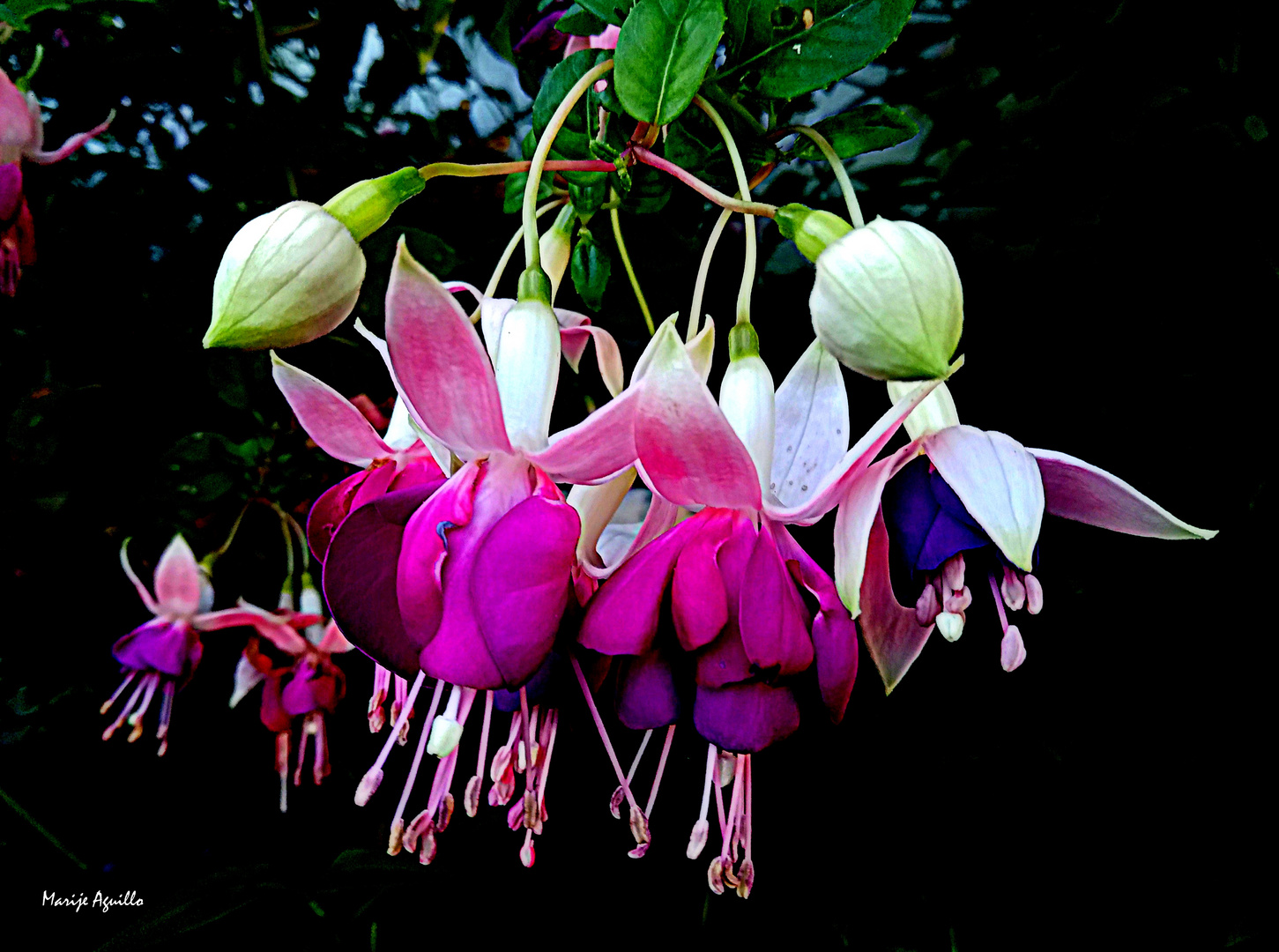 Fucsia Imagen & Foto | elementos , estaciones del año, flores Fotos de ...