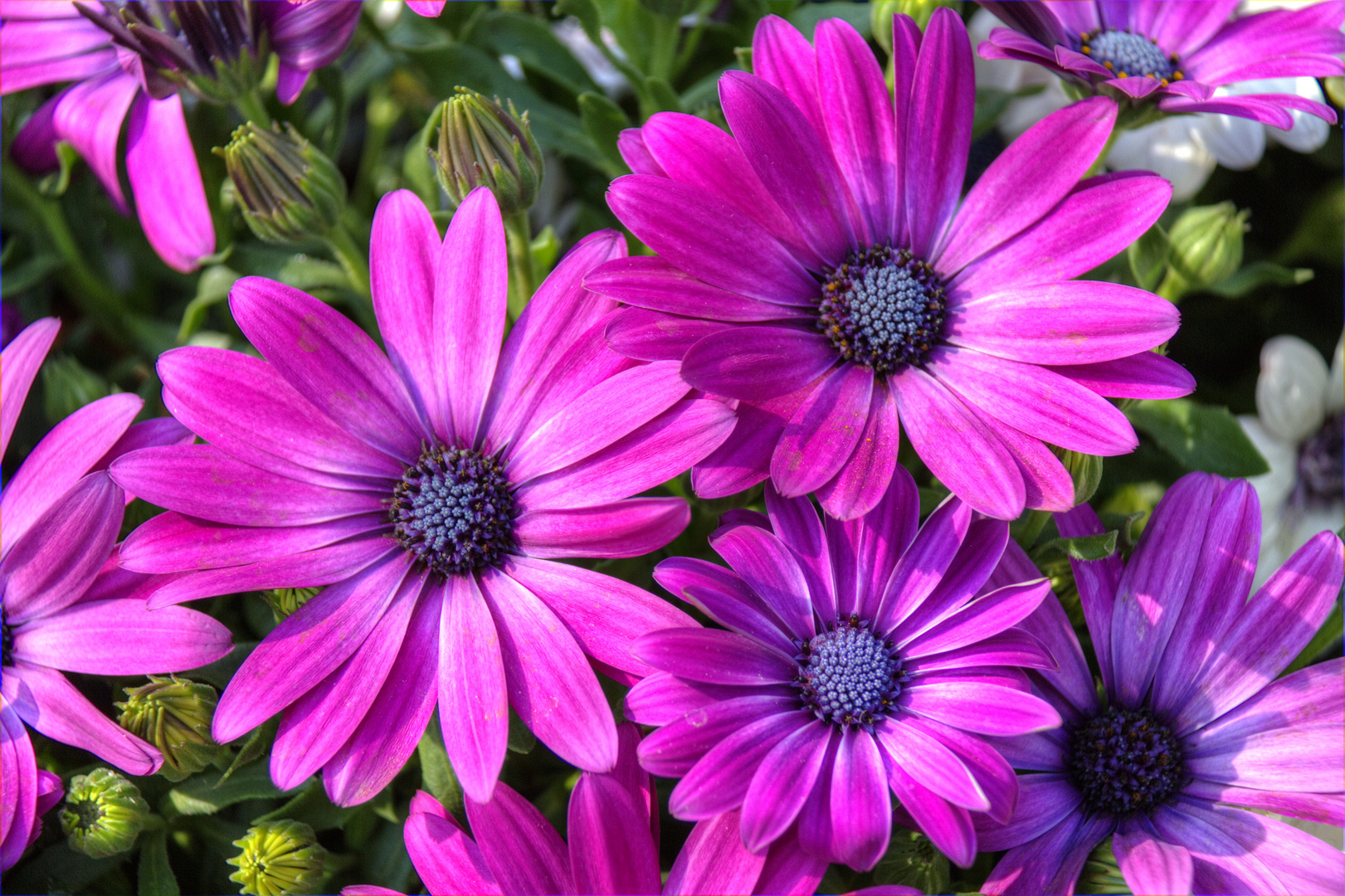 fucsia intenso Foto % Immagini| macro e close up, macro fiori e piante ...