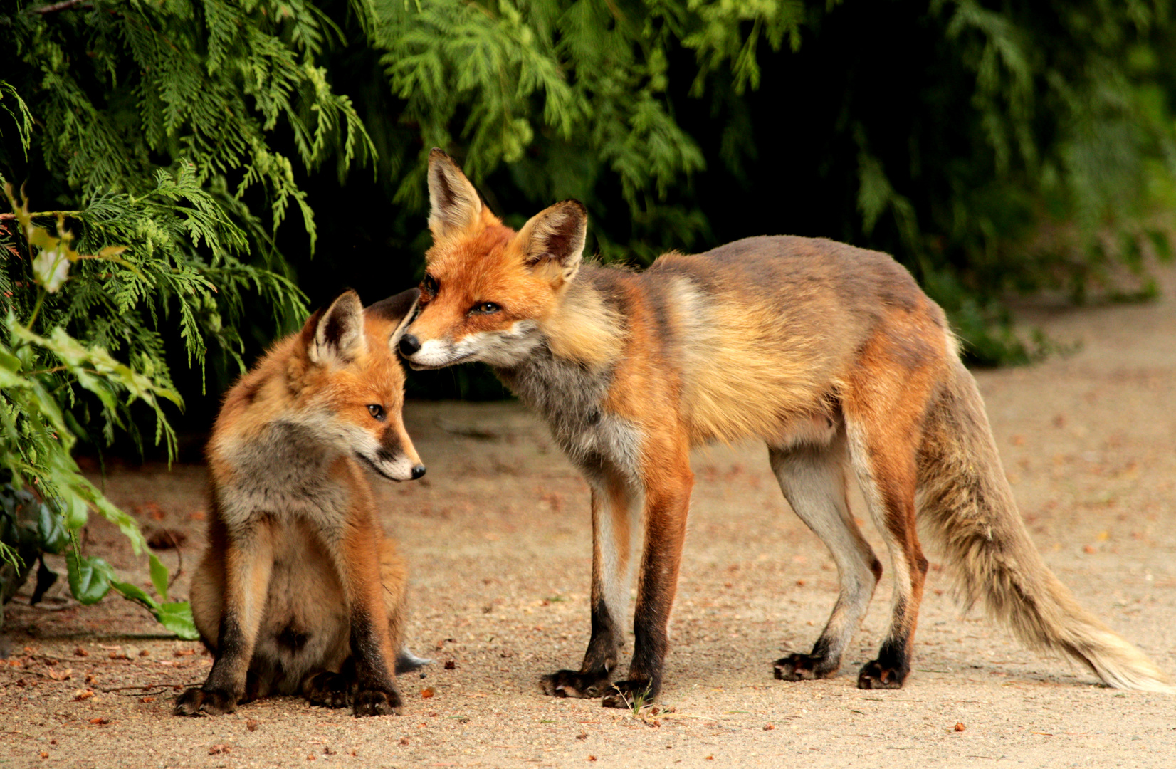 Füchse Foto & Bild | nature, natur, tiere Bilder auf fotocommunity