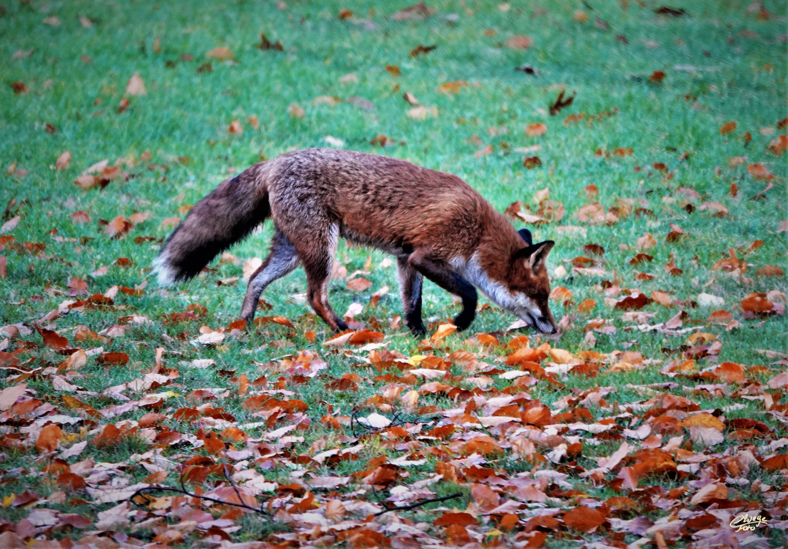 Füchse in Berlin Foto & Bild | berlin, natur, herbst Bilder auf ...