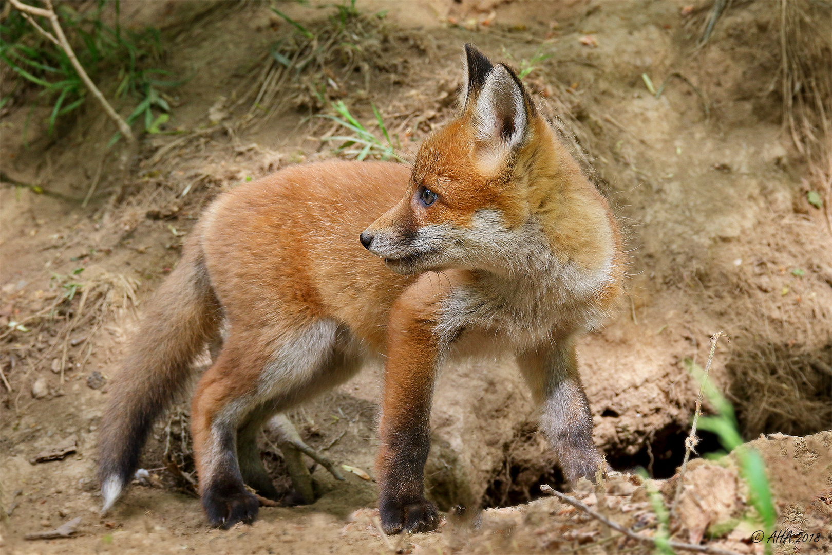 Füchslein Foto & Bild | tiere, wildlife, säugetiere Bilder auf ...