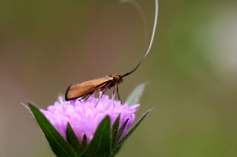 Fühler Foto & Bild | tiere, wildlife, insekten Bilder auf fotocommunity