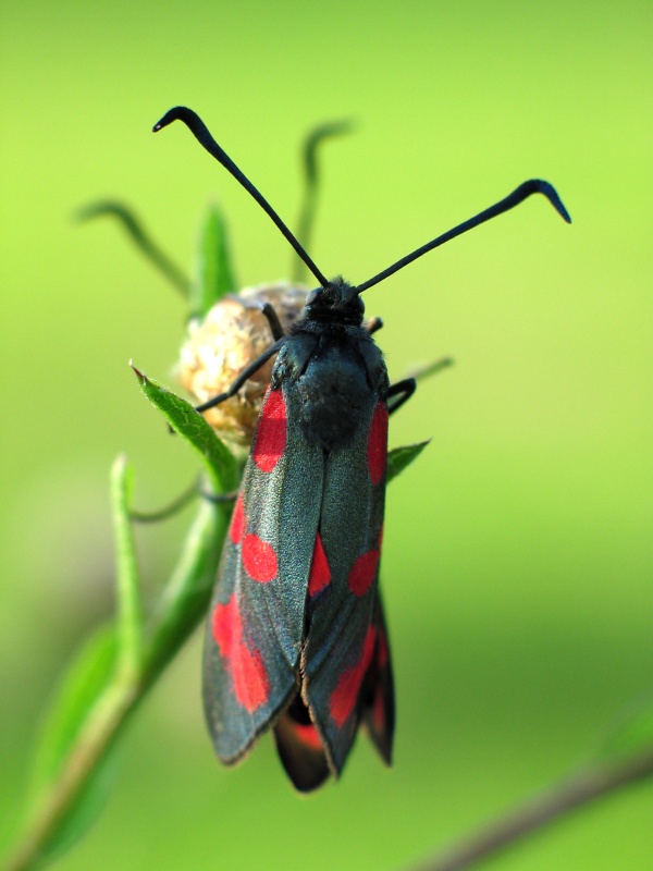 Fühler Foto & Bild | tiere, wildlife, insekten Bilder auf fotocommunity