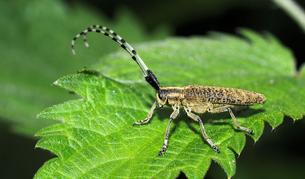 Fühler auf Empfang... Foto & Bild | fotos, natur, insekt Bilder auf ...