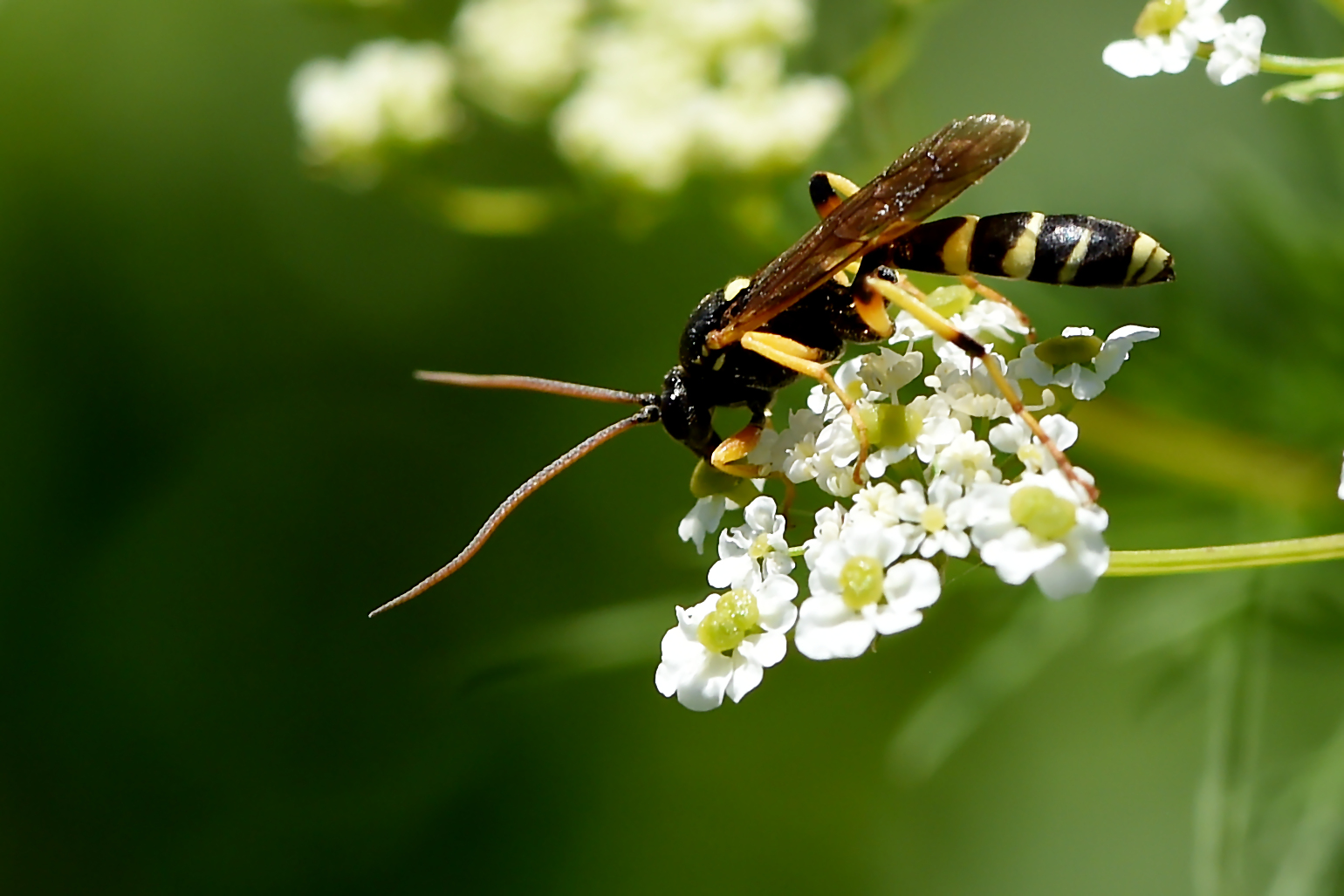 Fühler verbogen Foto & Bild | makro, natur, insekten Bilder auf ...